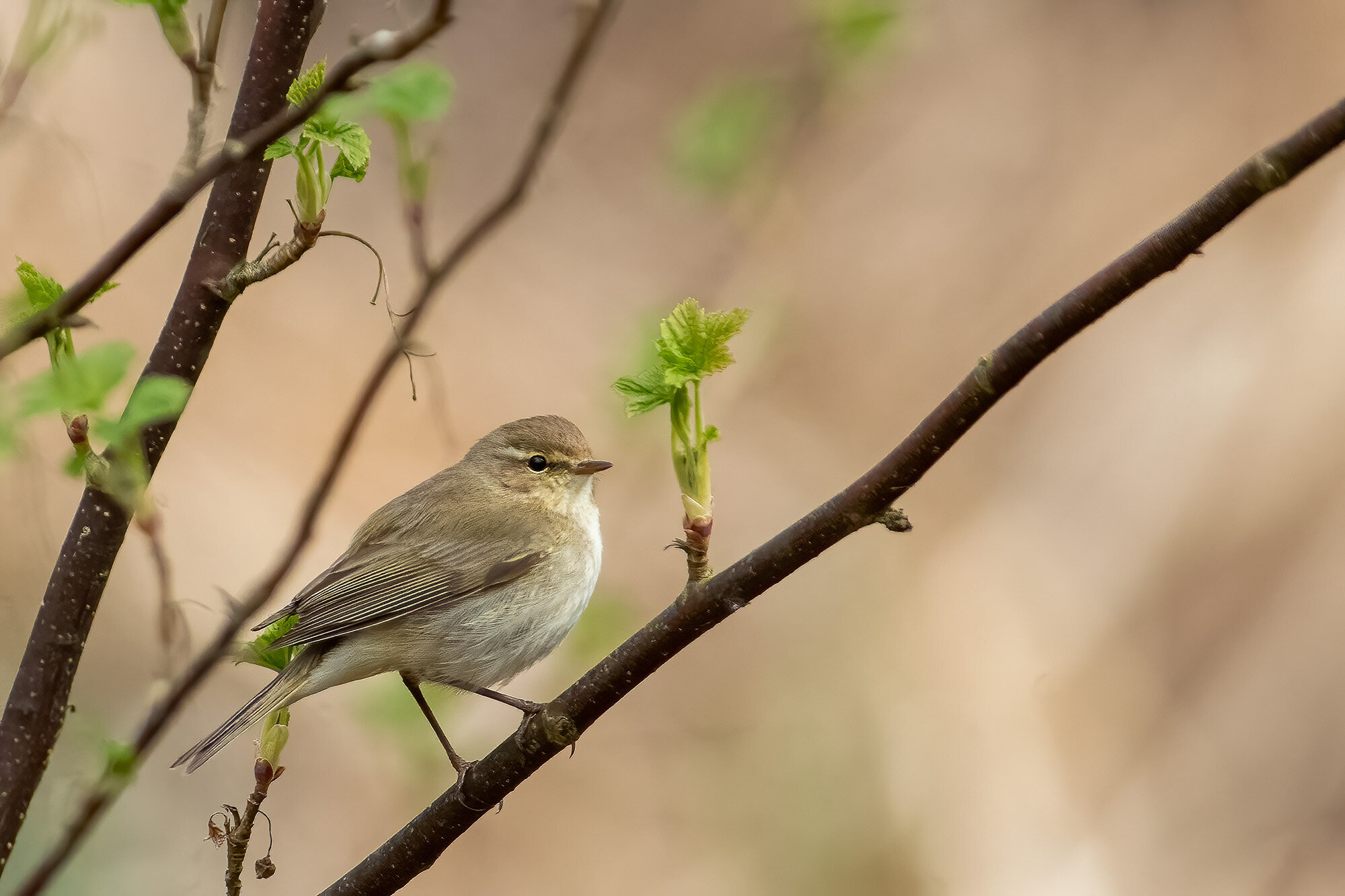 Gransanger - Common chiffchaff - Phylloscopus collybita | Boldings ...