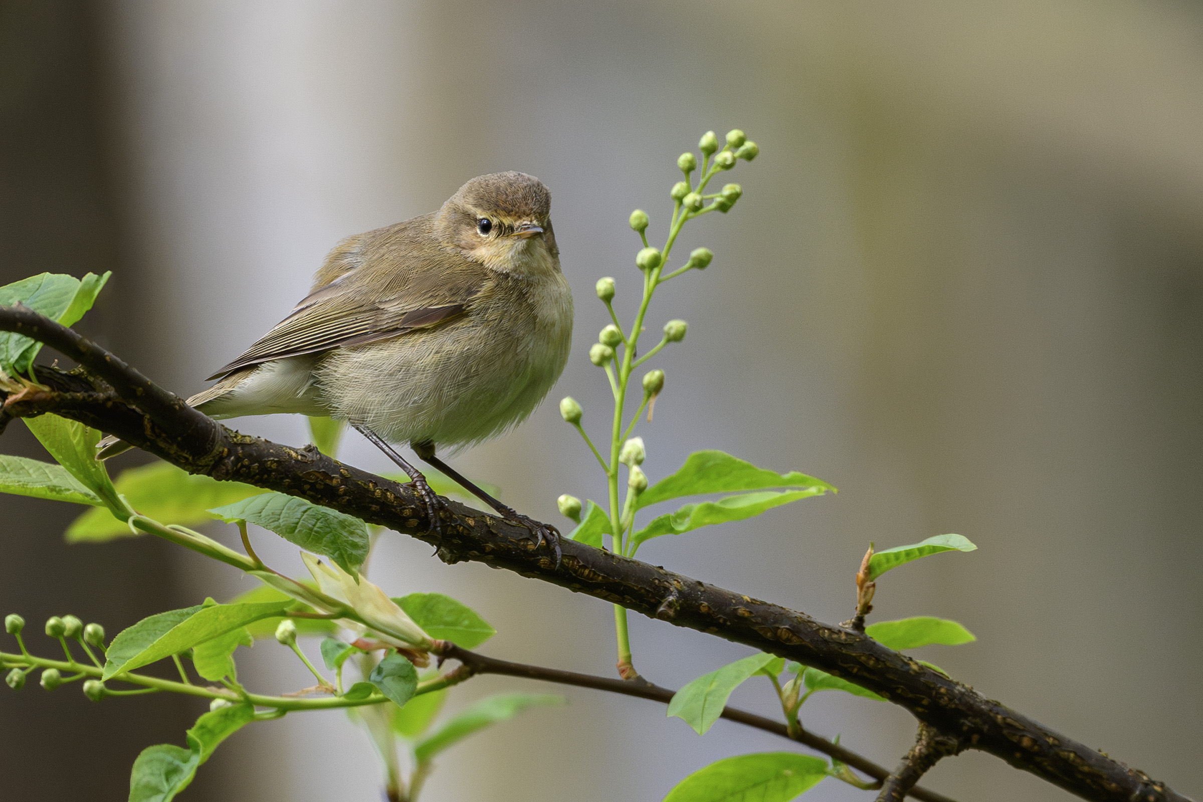 Gransanger - Common chiffchaff - Phylloscopus collybita | Boldings ...