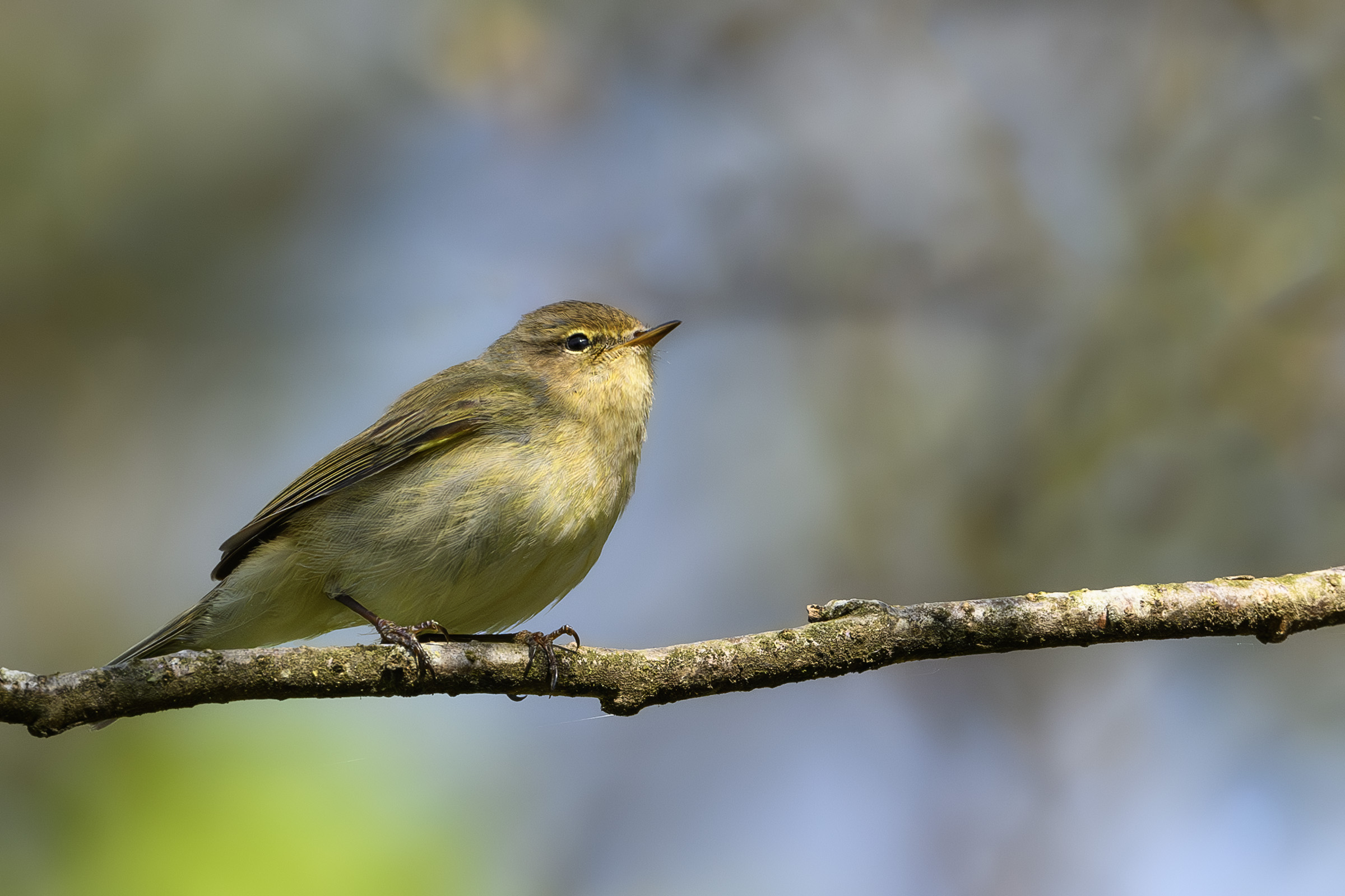 Gransanger - Common chiffchaff - Phylloscopus collybita | Boldings ...
