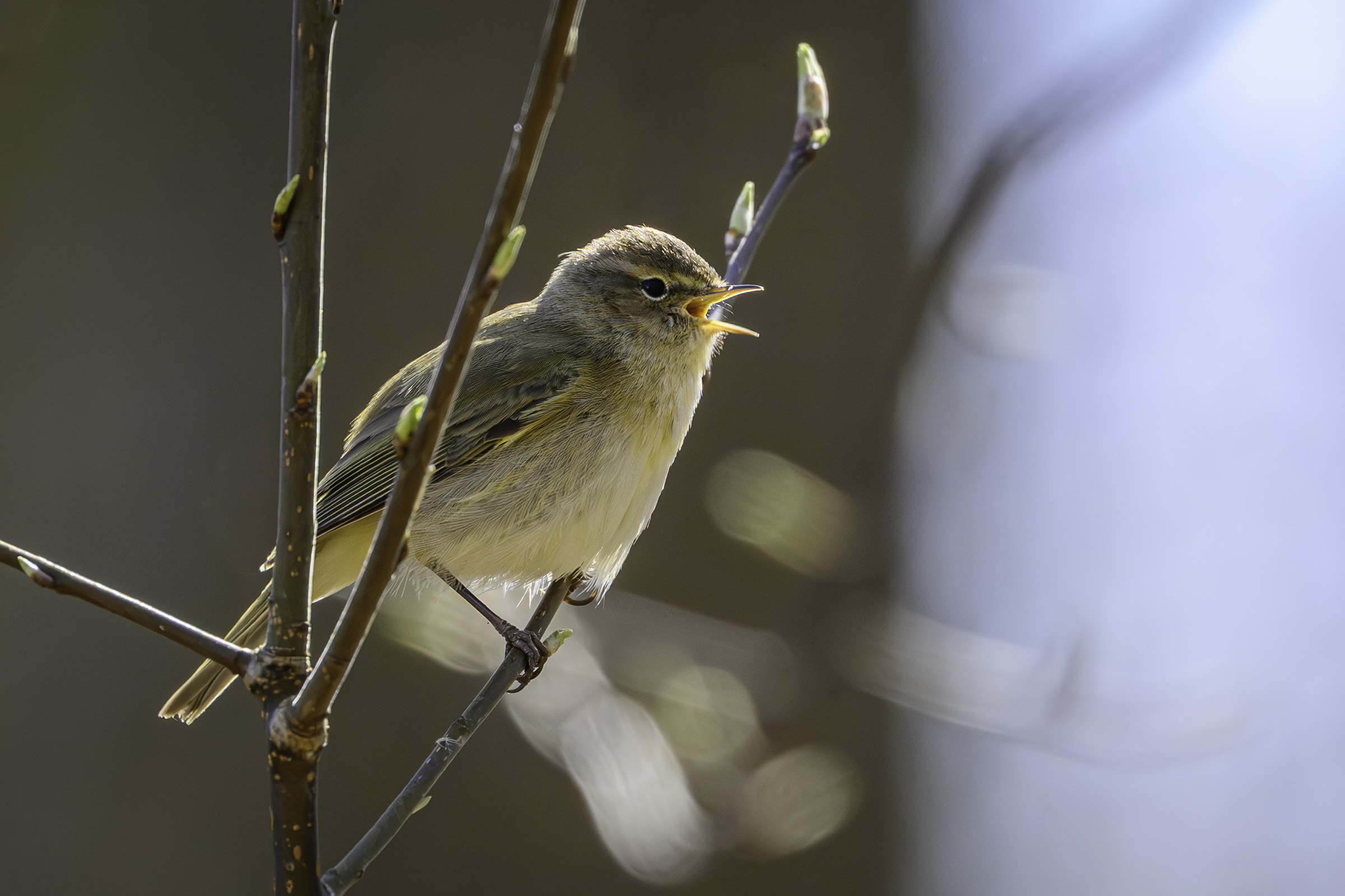 Gransanger - Common chiffchaff - Phylloscopus collybita | Boldings ...
