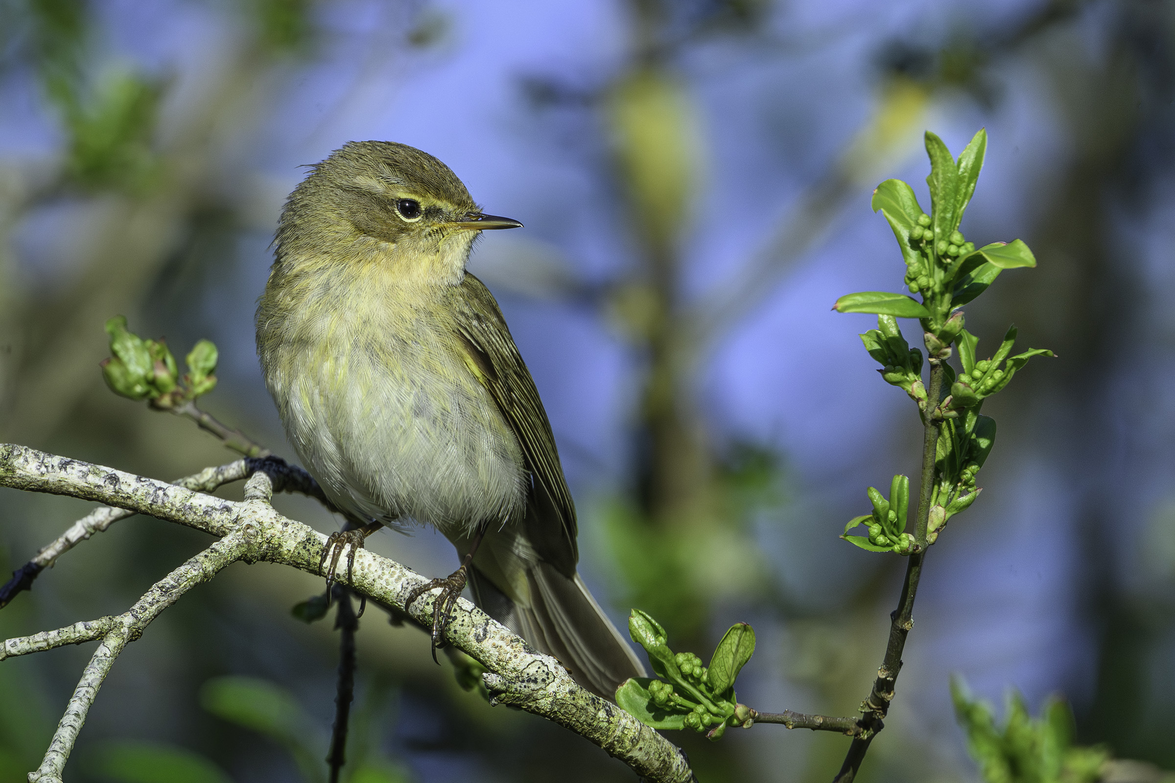 Gransanger - Common chiffchaff - Phylloscopus collybita | Boldings ...