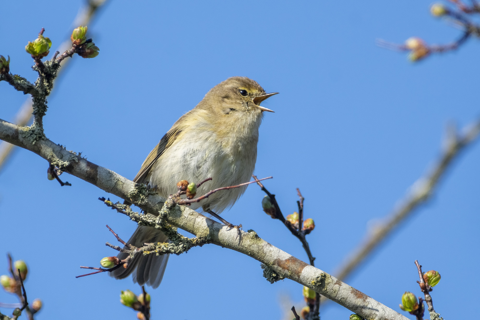 Gransanger - Common chiffchaff - Phylloscopus collybita | Boldings ...